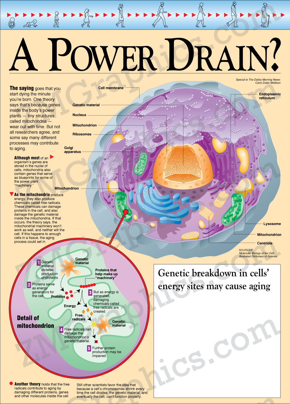 Carol Zuber-Mallison•ZM Graphics: infographics, maps, GIS